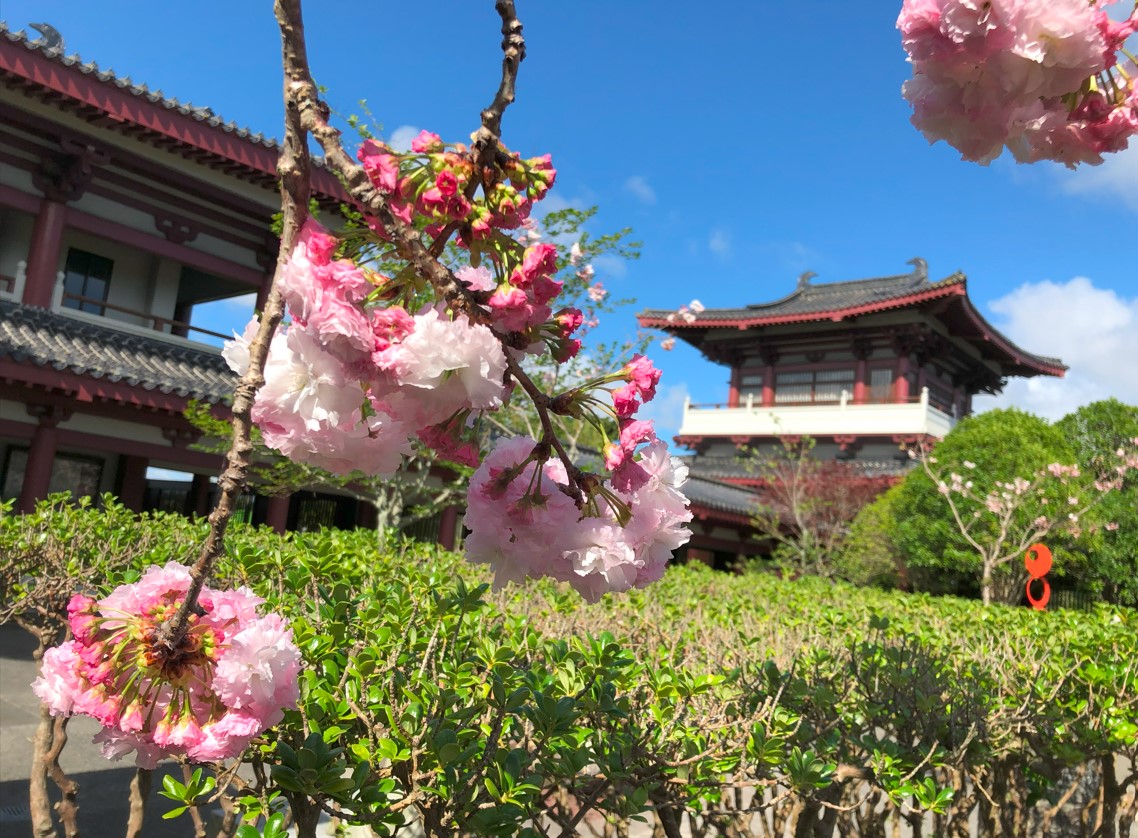 Cherry Blossom in FGS Auckland – Fo Guang Shan New Zealand