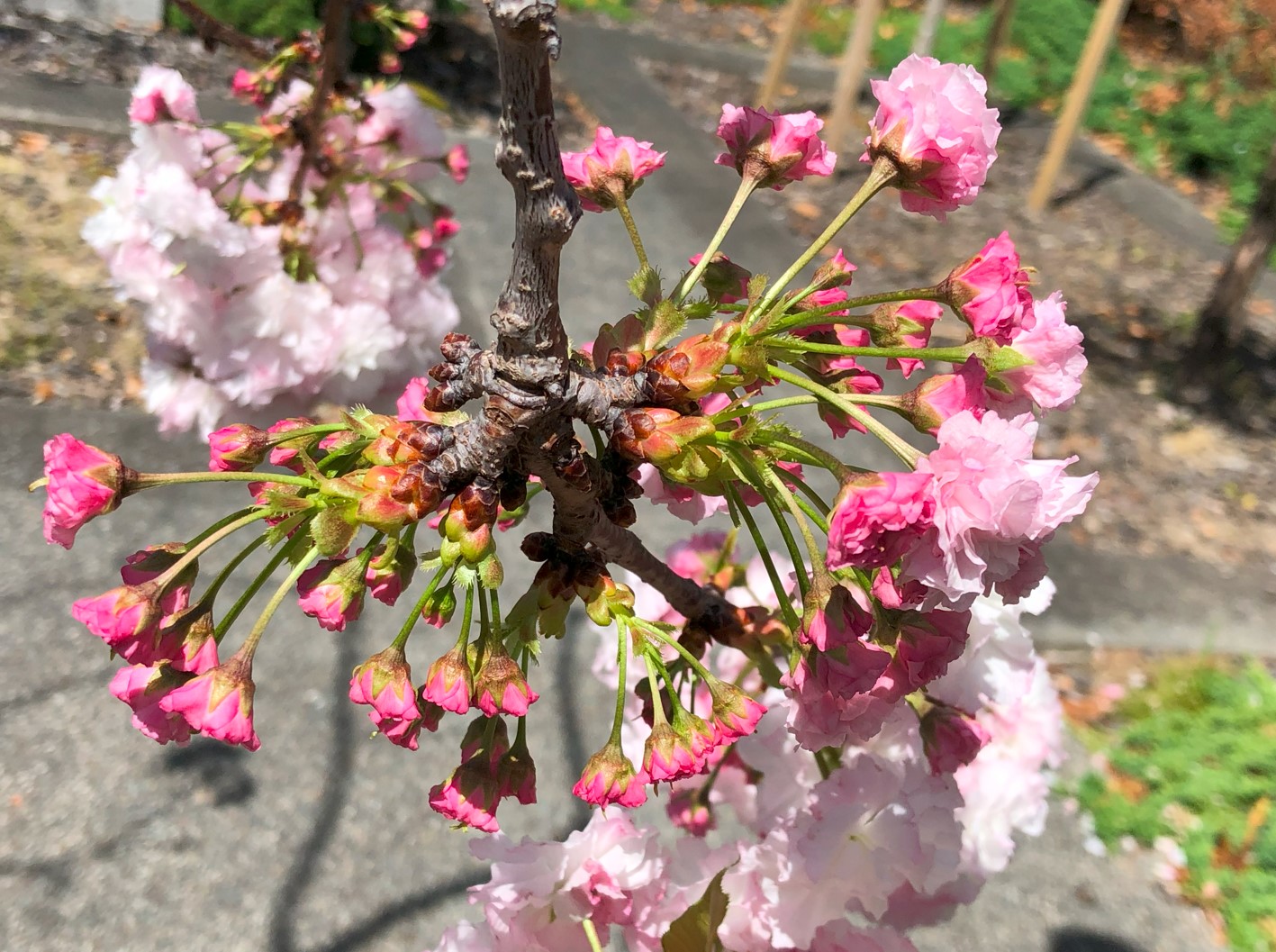 Cherry Blossom in FGS Auckland – Fo Guang Shan New Zealand